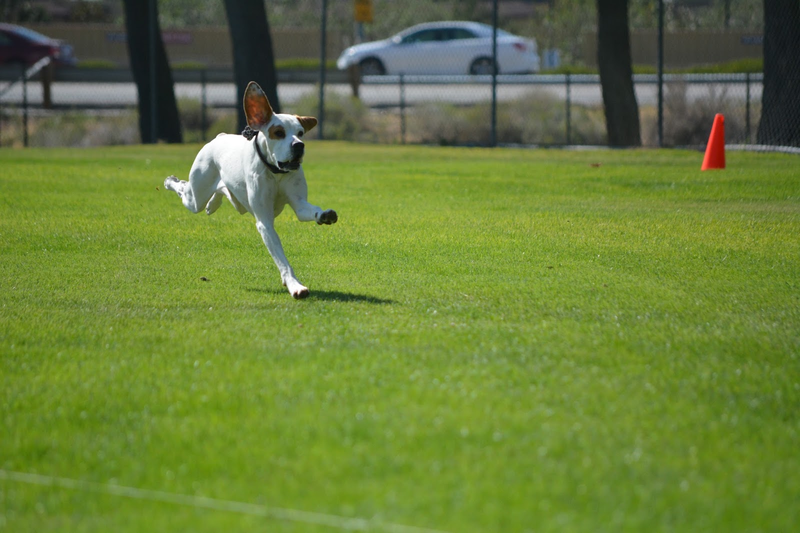 The Dog Geek: Stupid Lure Coursing Pictures