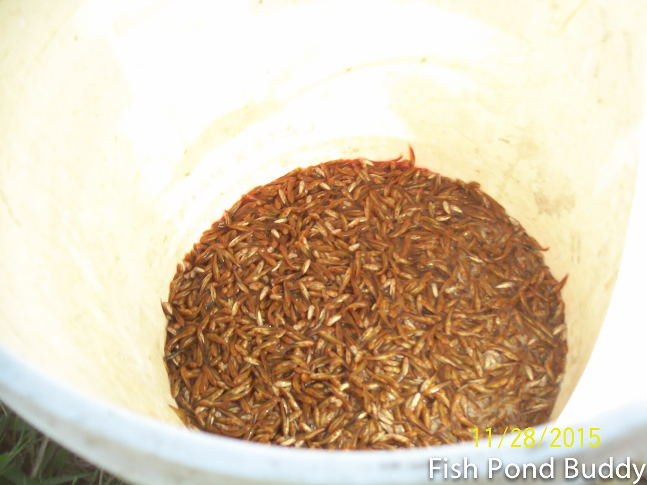 Fish Pond Buddy: How to Catch and Clean a School of Mudfish Fry