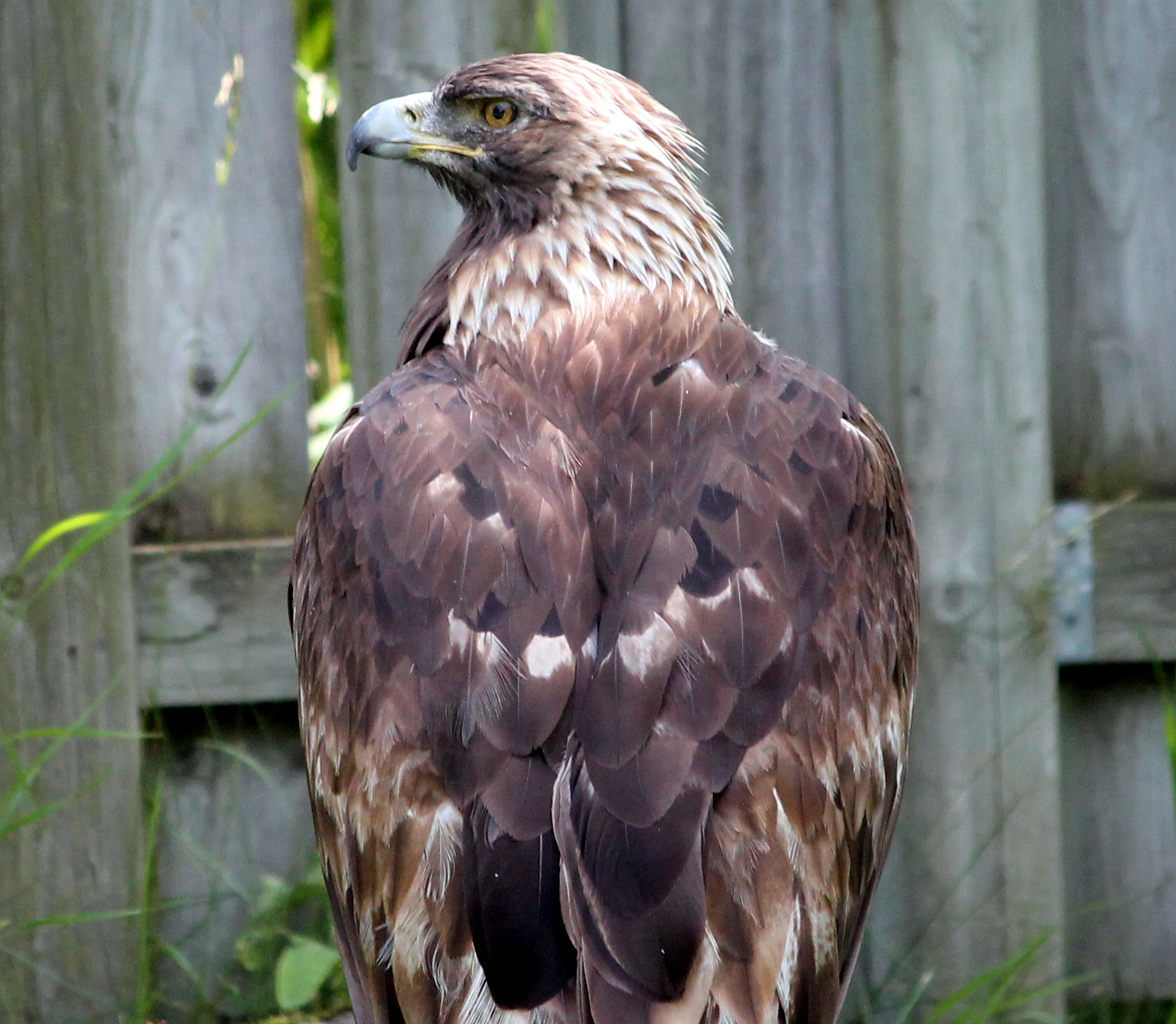 Saindonésie: Apprécier la faune du Québec