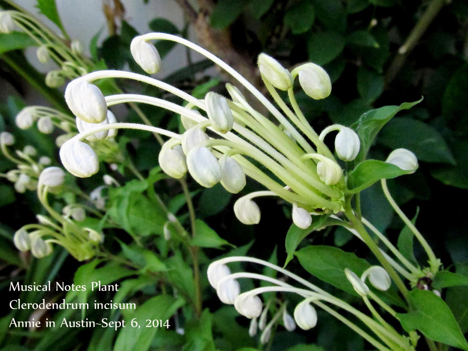 The Transplantable Rose: Clerodendrum incisa - the Musical Notes Plant