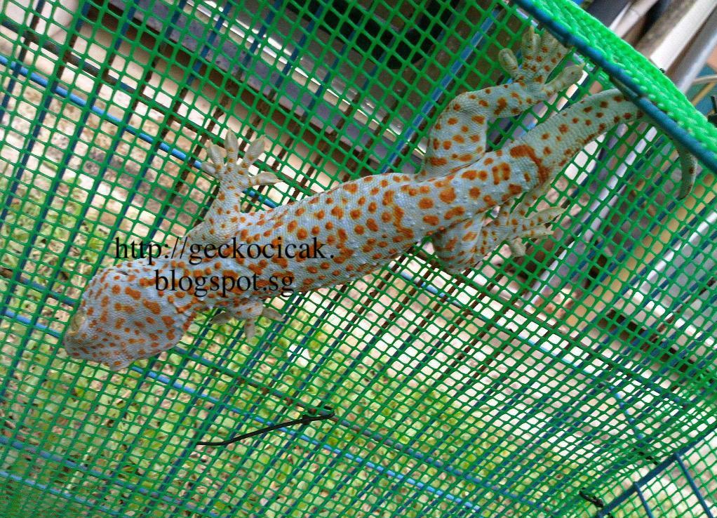 Tokay Gecko, Gekko, Lizard or Cicak Indonesia, : Gecko Hobby and Pets