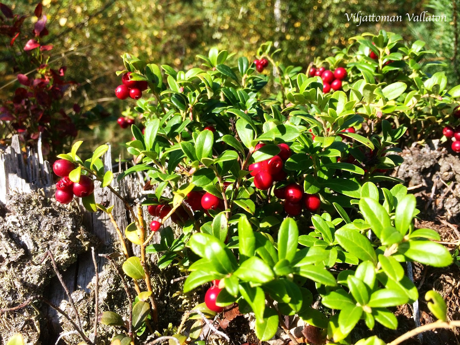 Viljattoman Vallaton: Puolukka-omenakakku