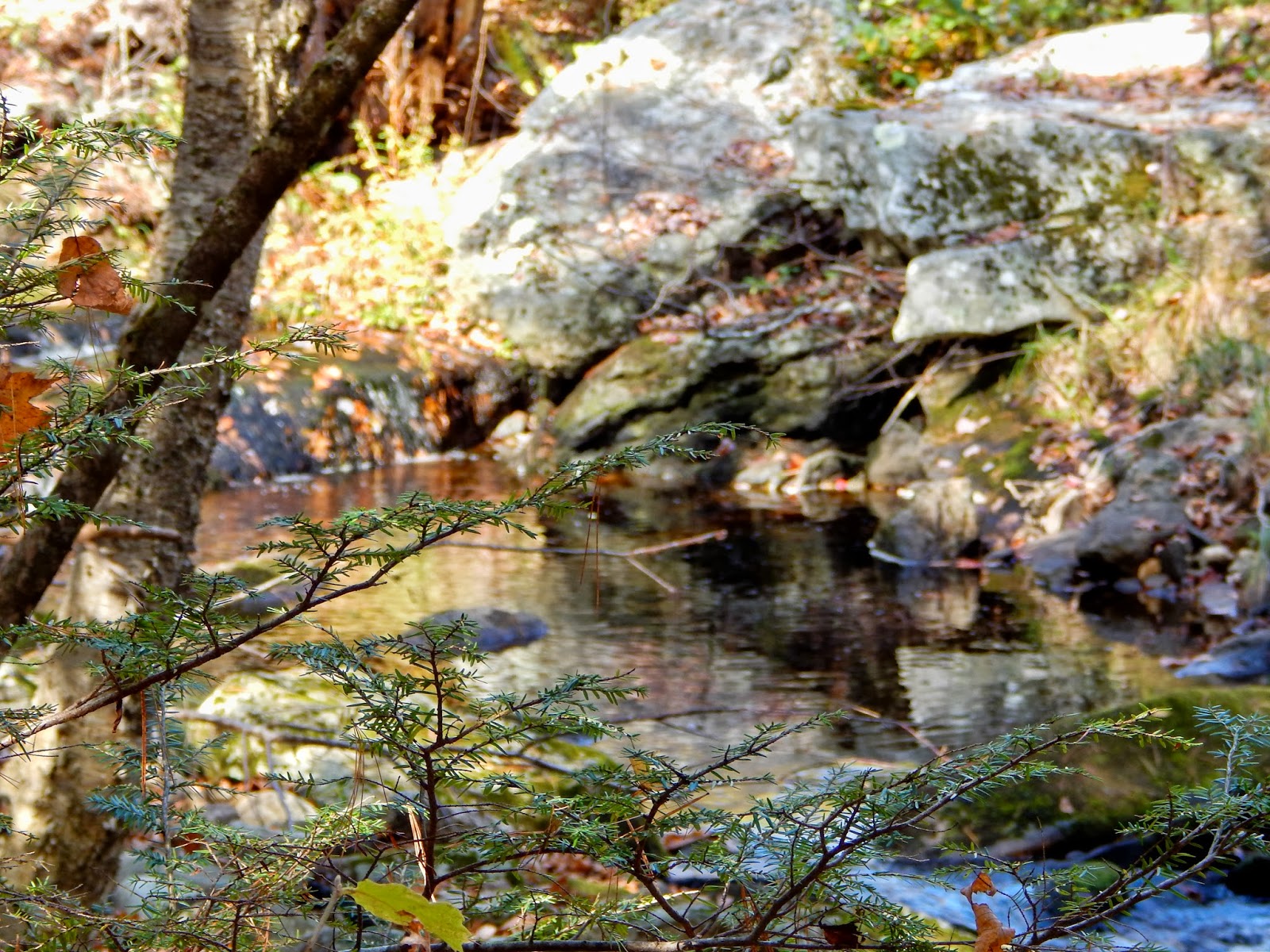 Small Stream Reflections: "Jim's Brook"