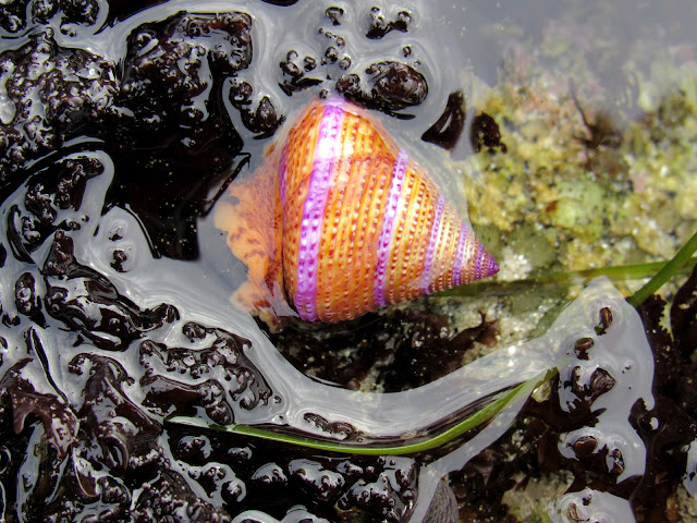 Tidepool Treasures: Jeweled Top Snail