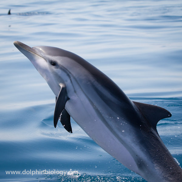 Dolphin Biology and Conservation: Striped dolphin
