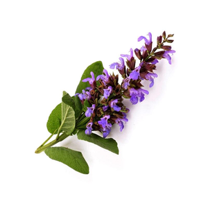misk adaçayı (Clary Sage) faydaları yan etkileri kullanım şekli ...