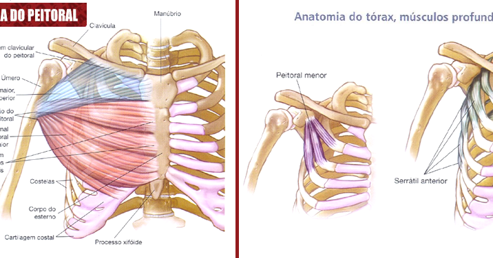 Anatomia Muscular Peitoral Maior E Menor Musculação Bio Vida