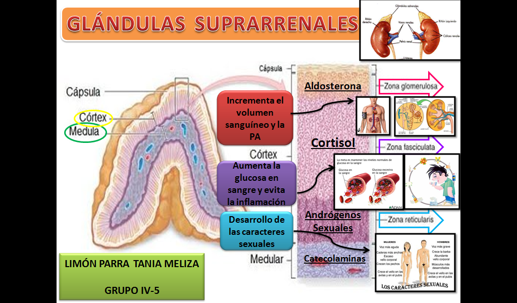 Portafolio de evidencias de Fisiología Básica: Capas de la corteza ...
