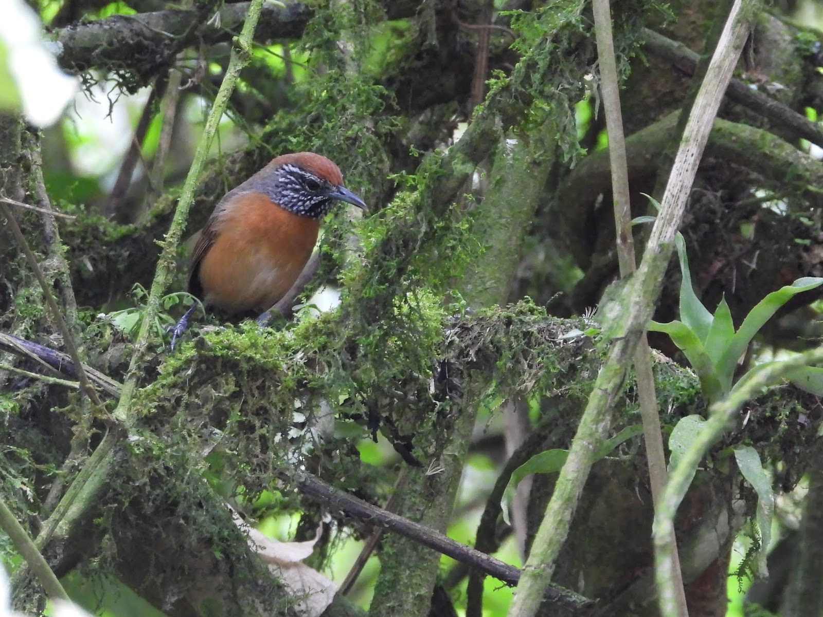 Bird & Travel Photos, Birding Sites, Bird Information: RUFOUS-BREASTED ...