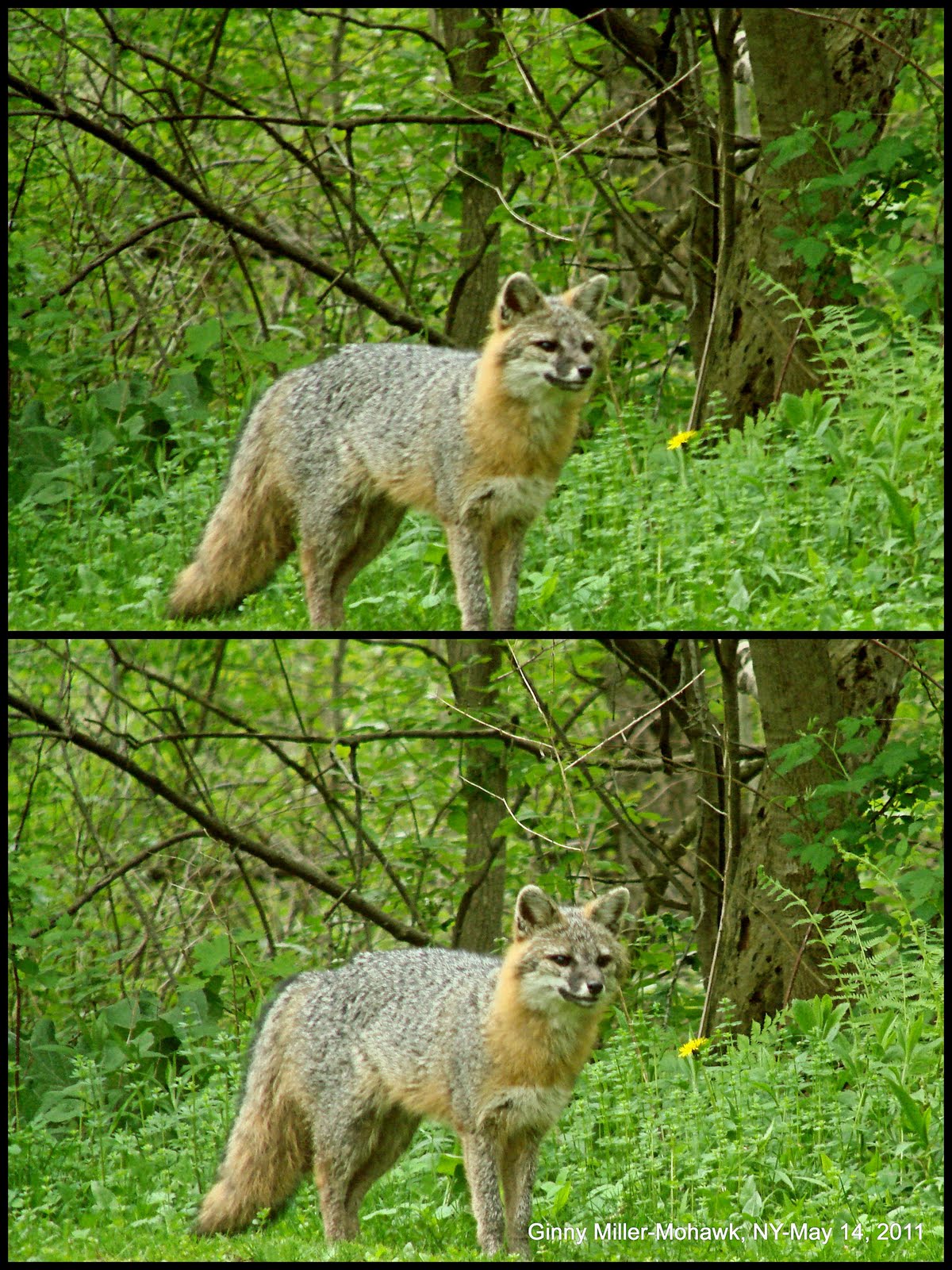 Photography By Ginny May 14 2011 The Old Gray Fox Pair