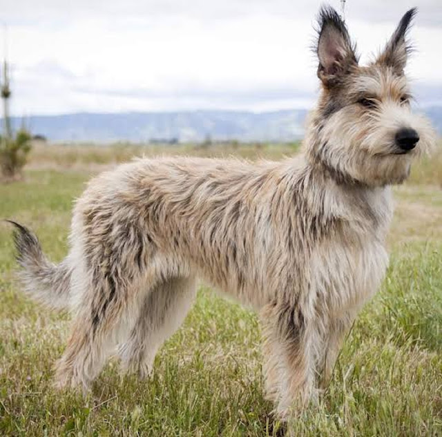 All You Need to Know about Berger Picard Breed - Doglopedix