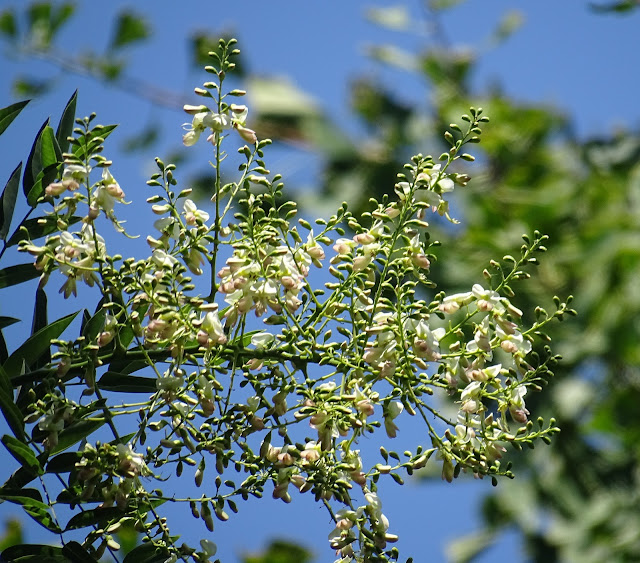 oog voor de natuur: De honingboom (Sophora japonica) bloeit in augustus ...