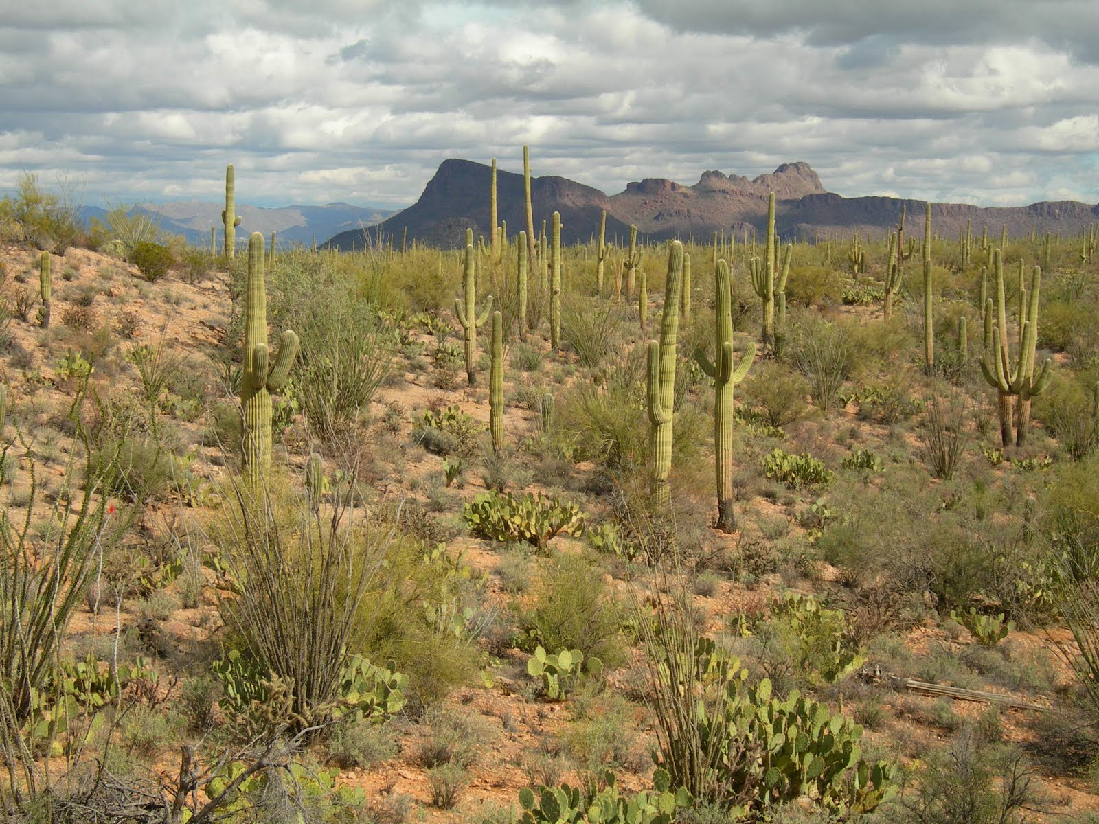 Living and Dyeing Under the Big Sky: Saguaro - Travel Log Tuesday