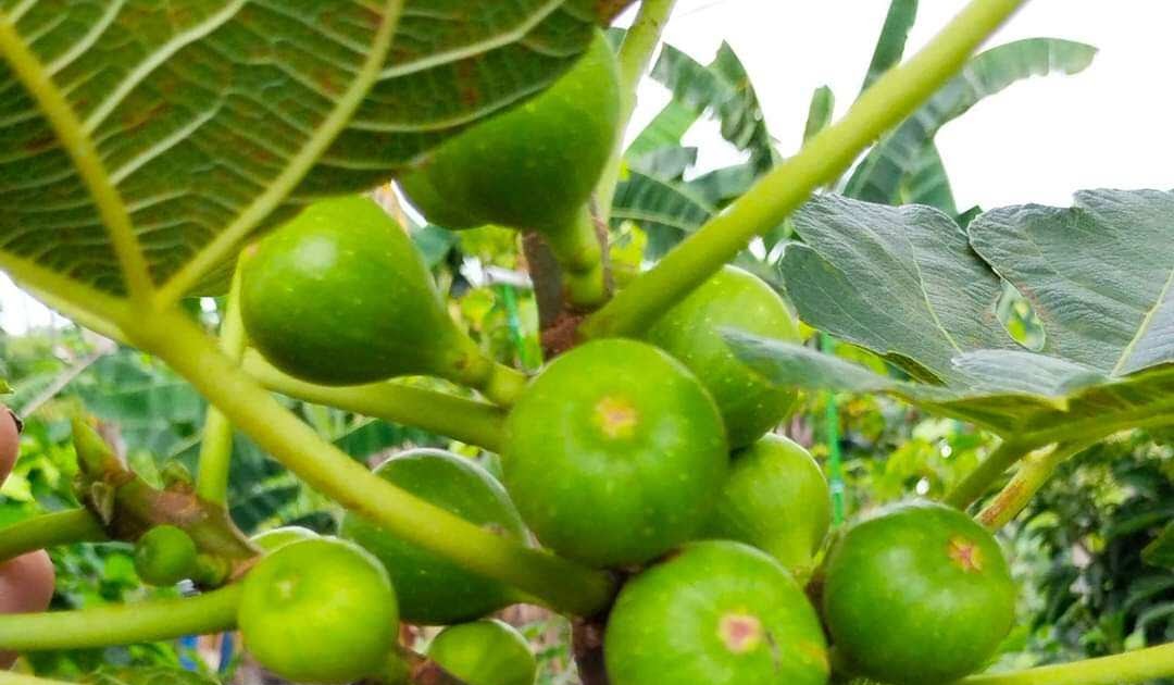 Koleksi Bibit Tanaman Tin