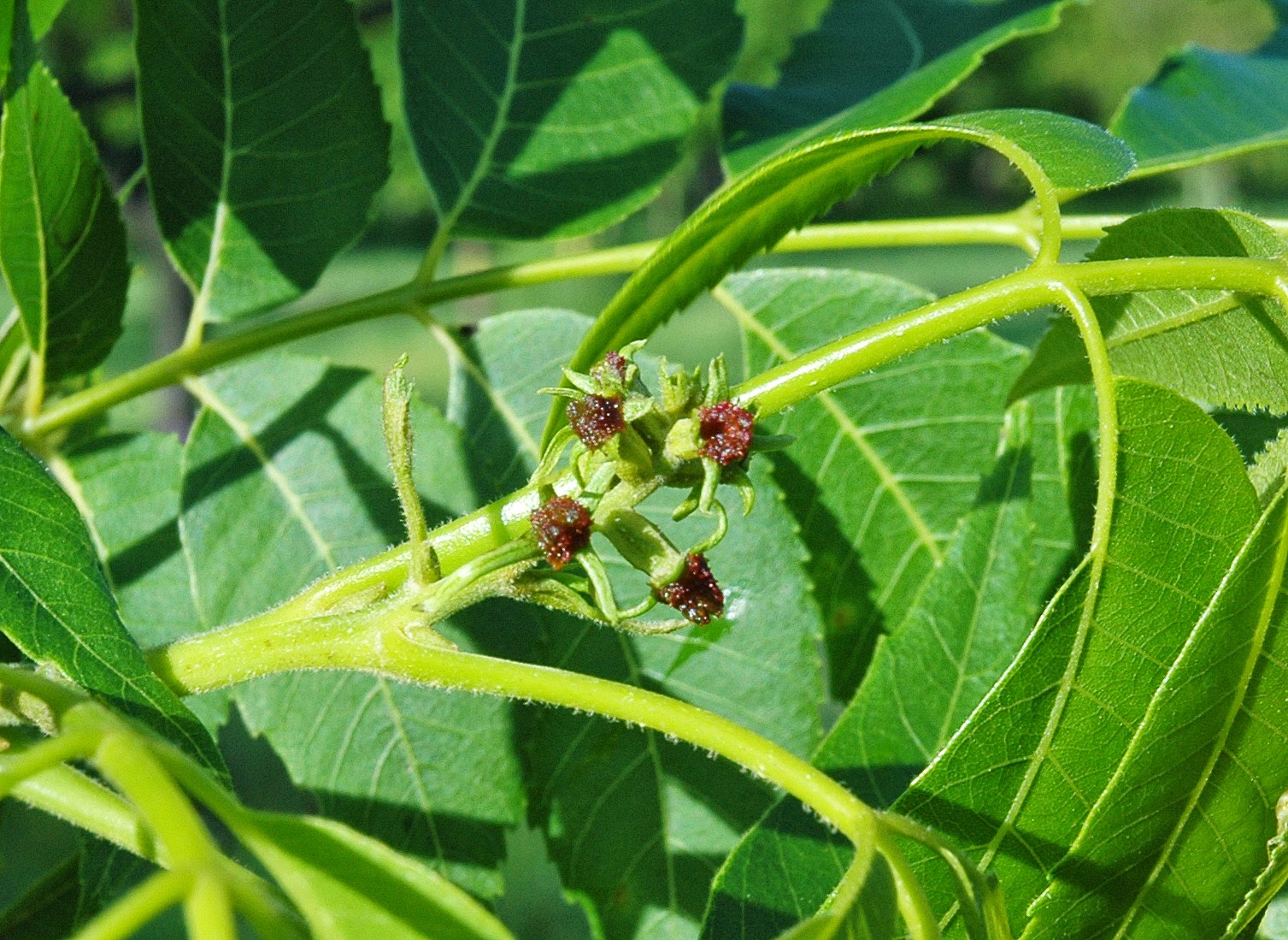 Northern Pecans: Pecan pollination season well underway