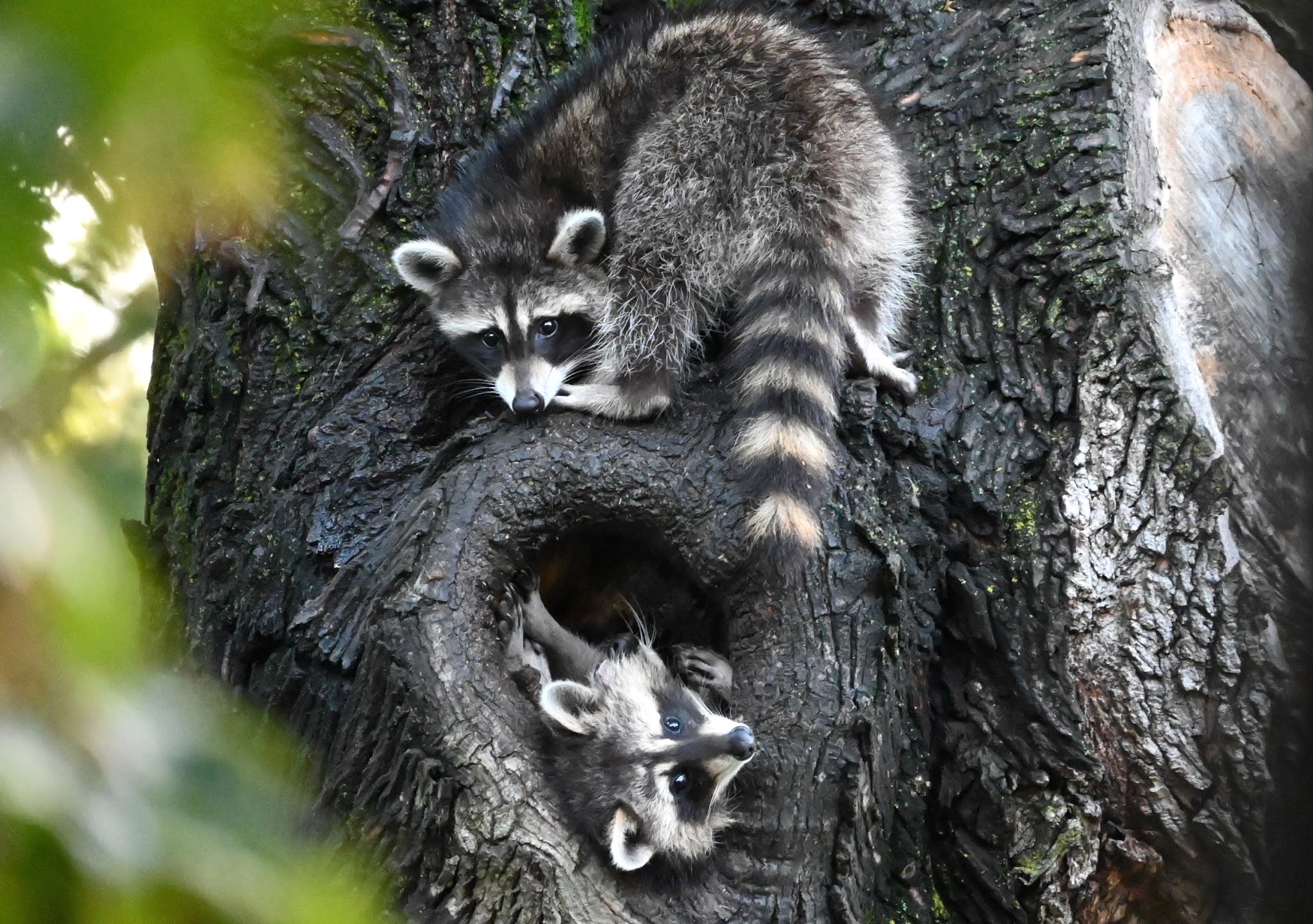 Urban Wildlife Guide: Raccoons
