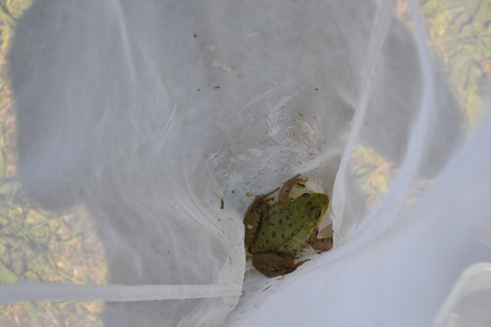 Herpetology 2012