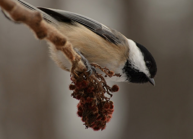 Woods Walks and Wildlife: Deep Winter