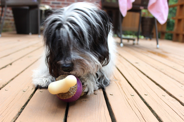 To Dog With Love: Entertain Your Pup With Busy Buddy and Lickety Stik ...