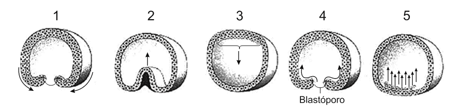 BIOLOGIA PARA A VIDA : EMBRIOLOGIA ANIMAL
