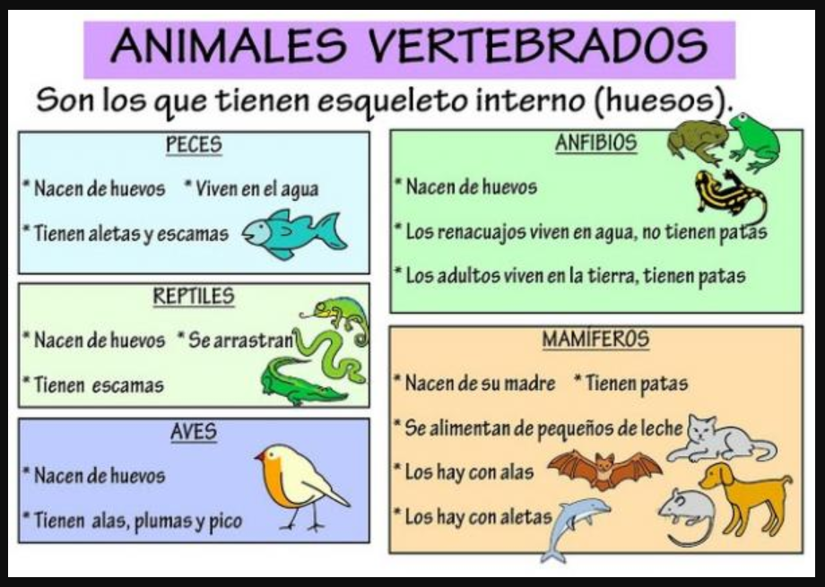 CIENCIAS NATURALES: LOS MAMÍFEROS Y REPASO.