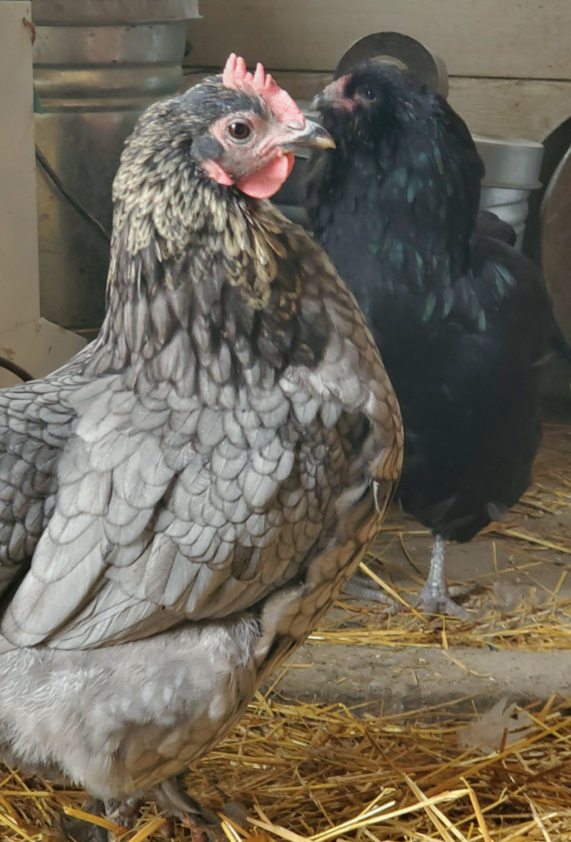 Comb to Toe Chicken Check Up - Fresh Eggs Daily® with Lisa Steele