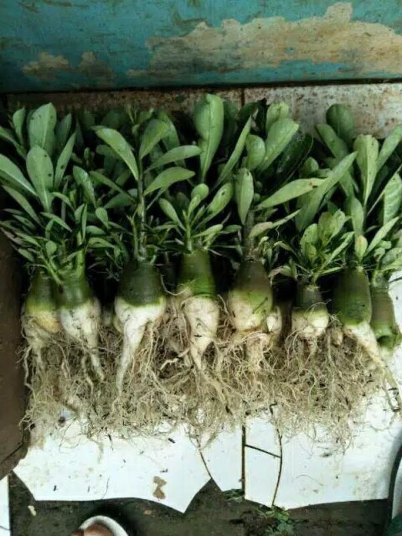 Penyemai Tanaman Hias Adenium Bunga Tumpuk Red Sugar Magelang - Kenzo ...