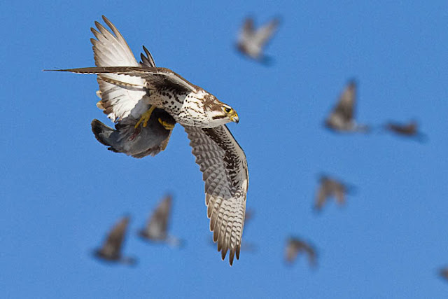 Life in the Beaver Hills: Notes on the charismatic falcons visiting an ...