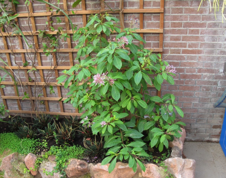 Plantas y flores: Fuchsia arborescens