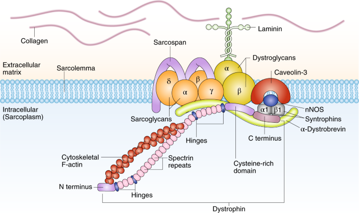 Gene Therapy for Treatment of Duchenne Muscular Dystrophy: Race to ...