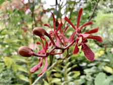 Singapore For Less: Flowers of VIPs and Celebrities at World Heritage ...