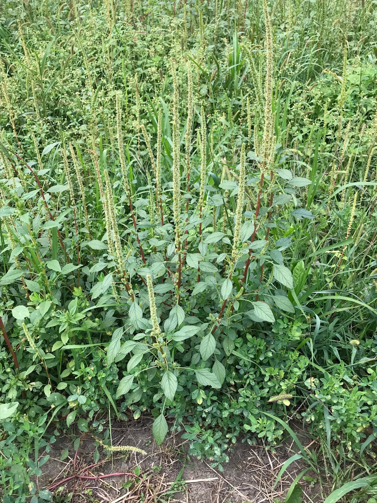 Check your fields this fall for the presence of Palmer amaranth