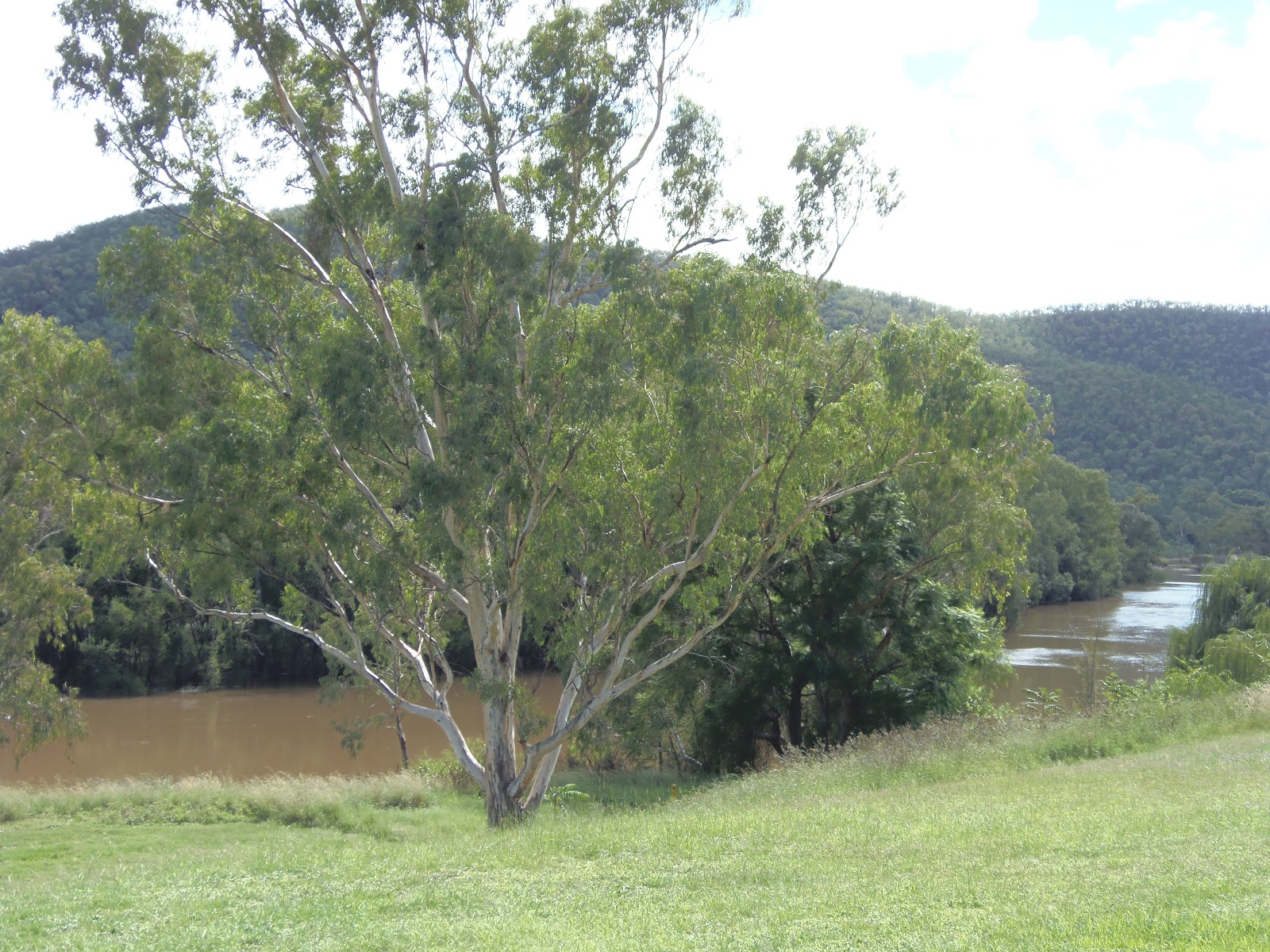 Solo Steve On The Road: BINGARA NSW