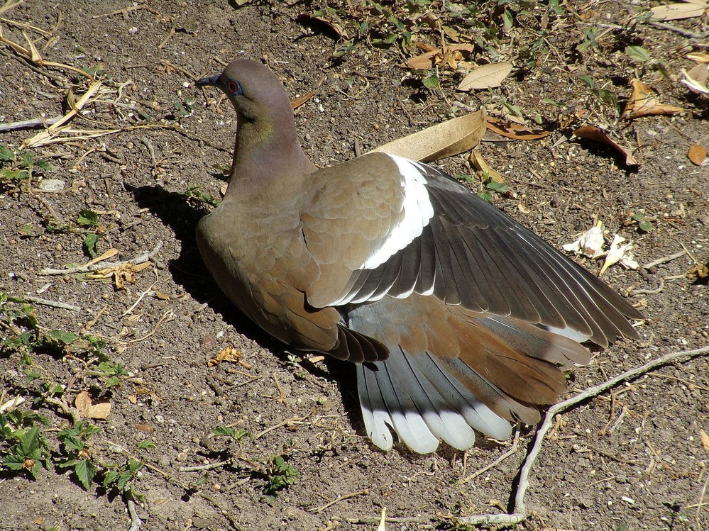 WHITE-WINGED DOVE