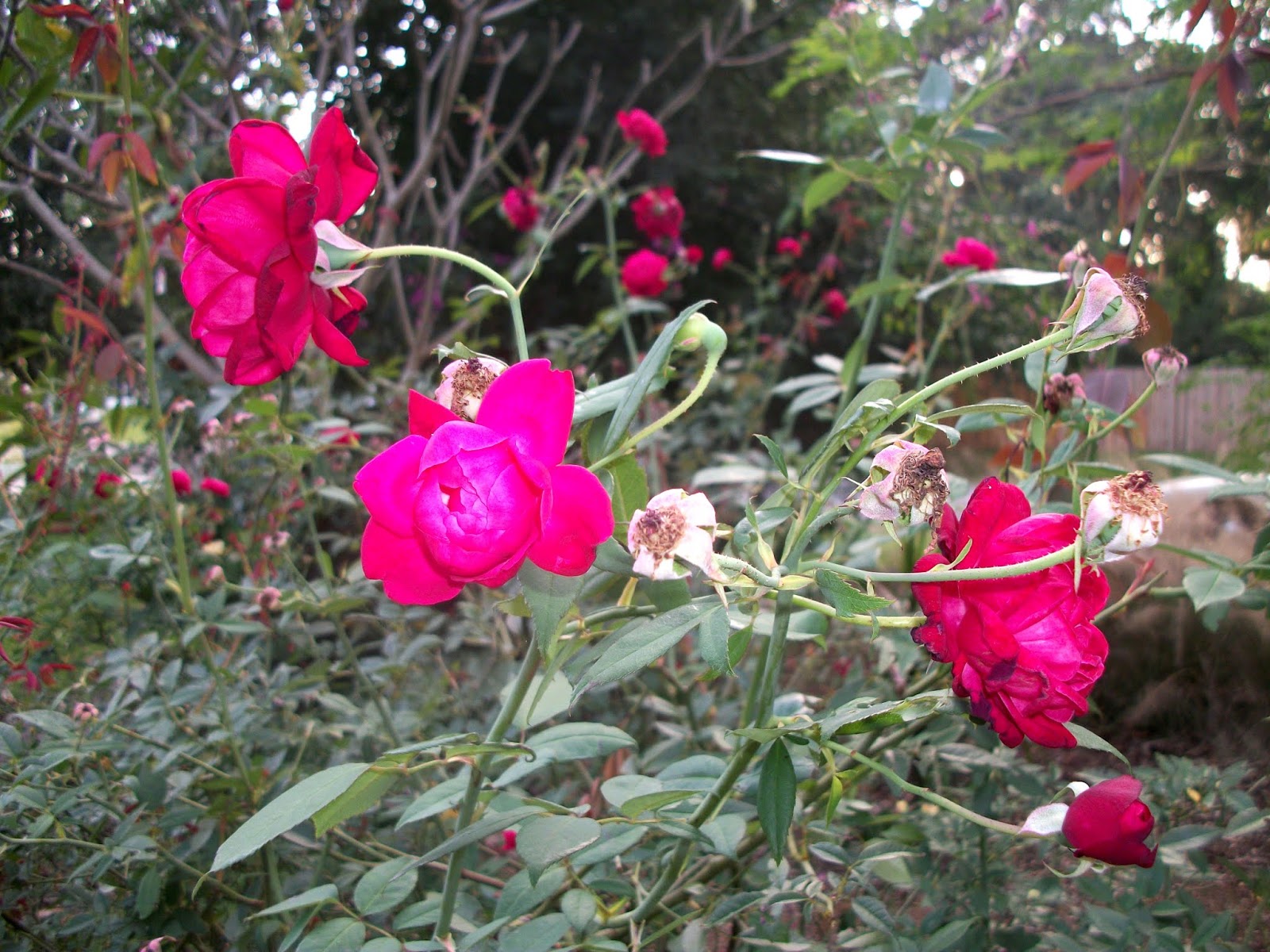 ZafuChi: Louis Philippe Roses