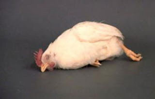 Obrolan Seputar Ayam dan Burung Kicau: Gejala dan Pencegahan Penyakit ...