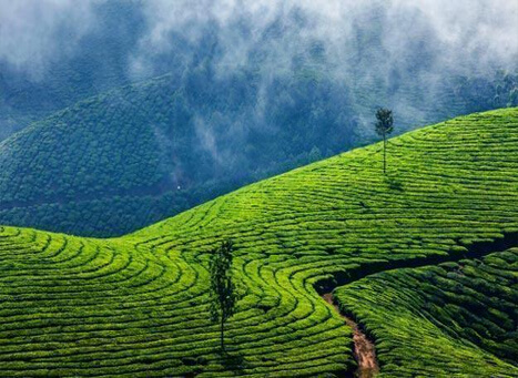 Oldest tea factory built by the British and the highest tea estate in ...