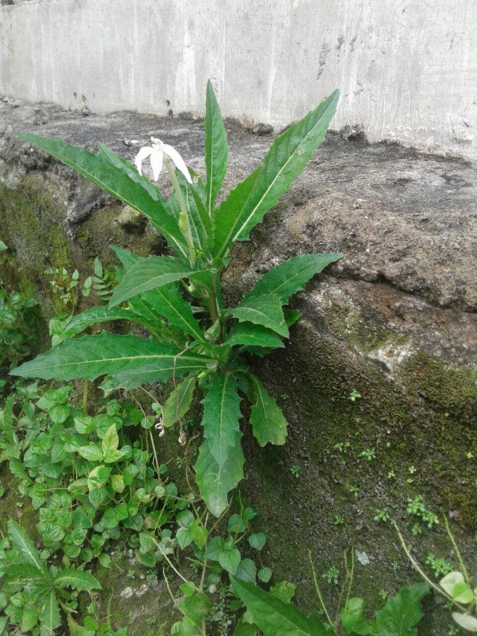 Bunga Kitolot: Mengenali Bunga Kitolot