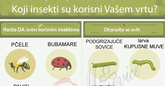 Ruže Majevice - Rasadnik ruža, Peljave. Sadnice ruža, stablašice, ruže ...