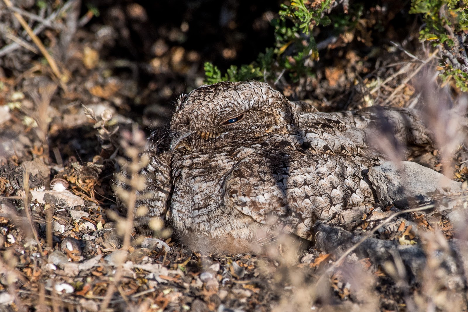 NeoVista Birds and Wildlife: Monitoring a Common Poorwill Nest Site