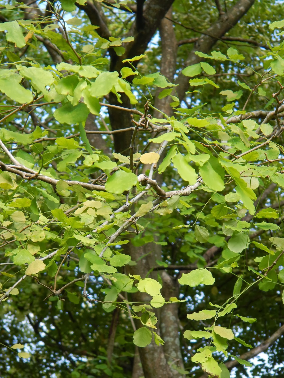 Montreal Green Park: Tamalan Tree
