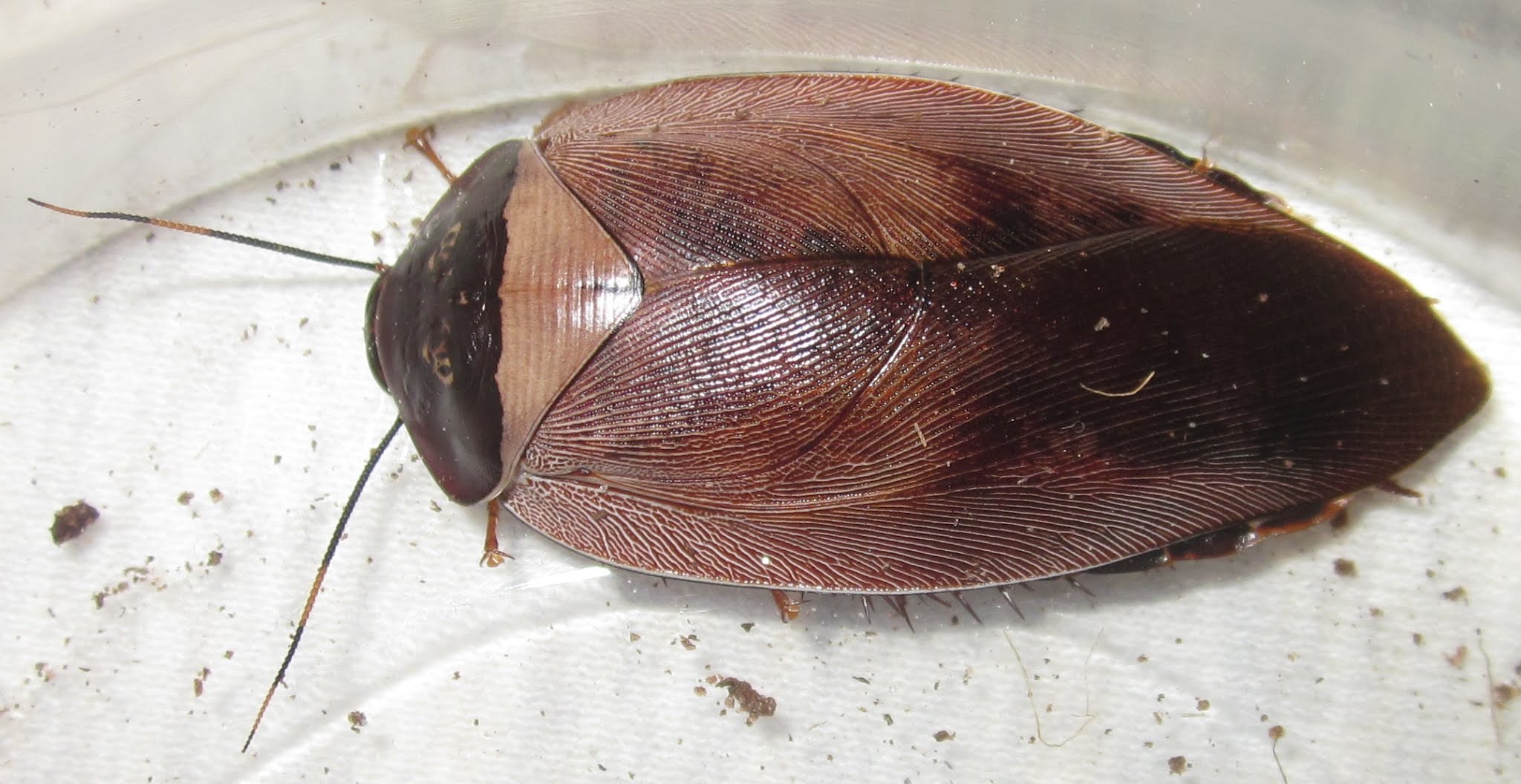 Invertebrate Dude: Pink Roach Pictures