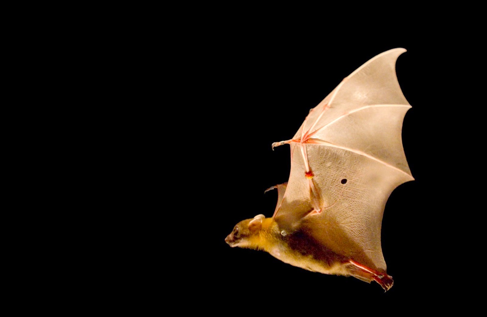 HD Image collection HD IMAGES COLLECTION HARE FOR FREE DOWNLOAD: Bat Hd ...