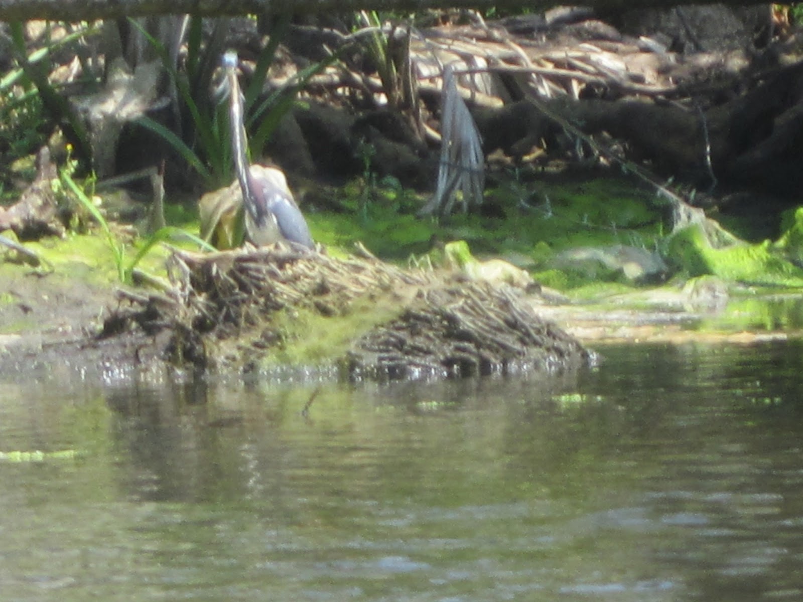 Dave's Yak Tales: Chassahowitzka