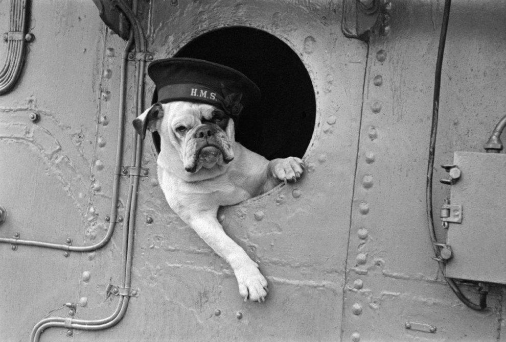 The 20 Most Badass Photos of Animals from World War II ~ vintage everyday
