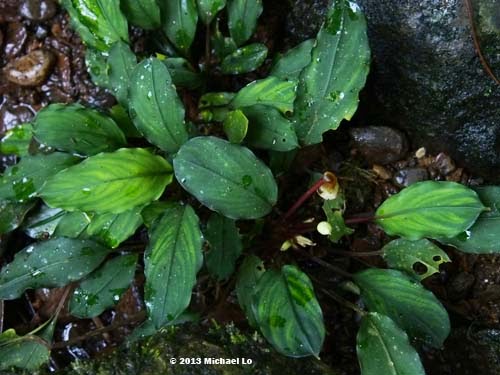The rainforests of Borneo & Southeast Asia: Bucephalandra bogneri from ...
