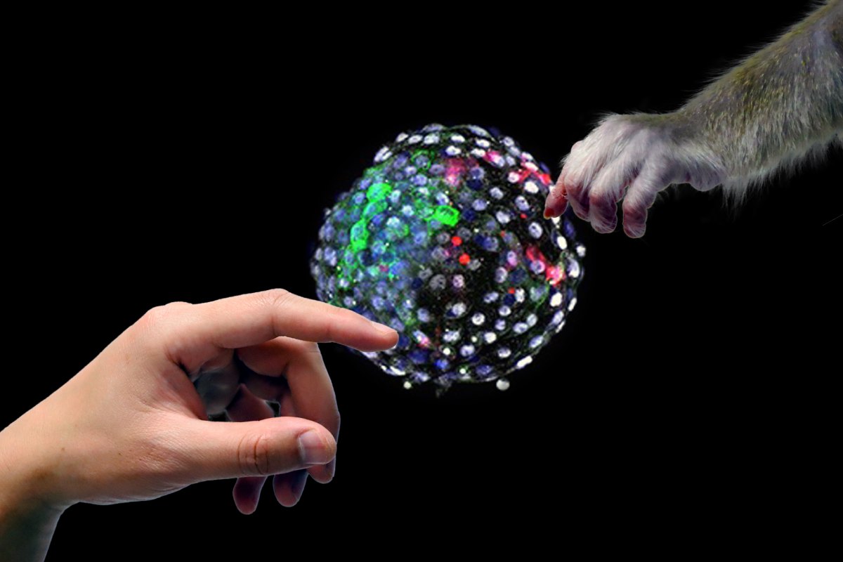 Quimeras de mono y humano