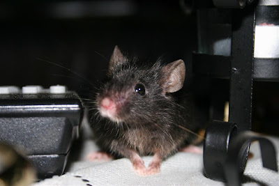 R. Wright Photography: My Black Mouse!