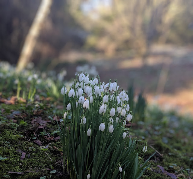 Howick Hall Snowdrop Walk & Sensory Garden | North East Family Fun