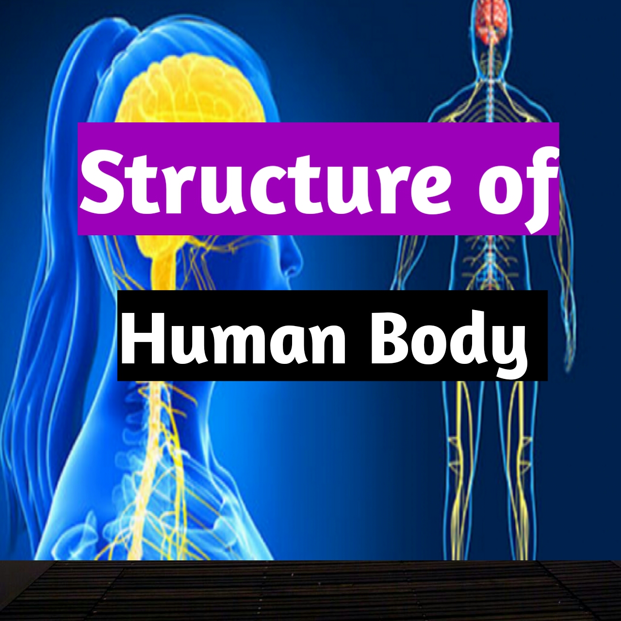Structure Of Human body structure-of-human-body